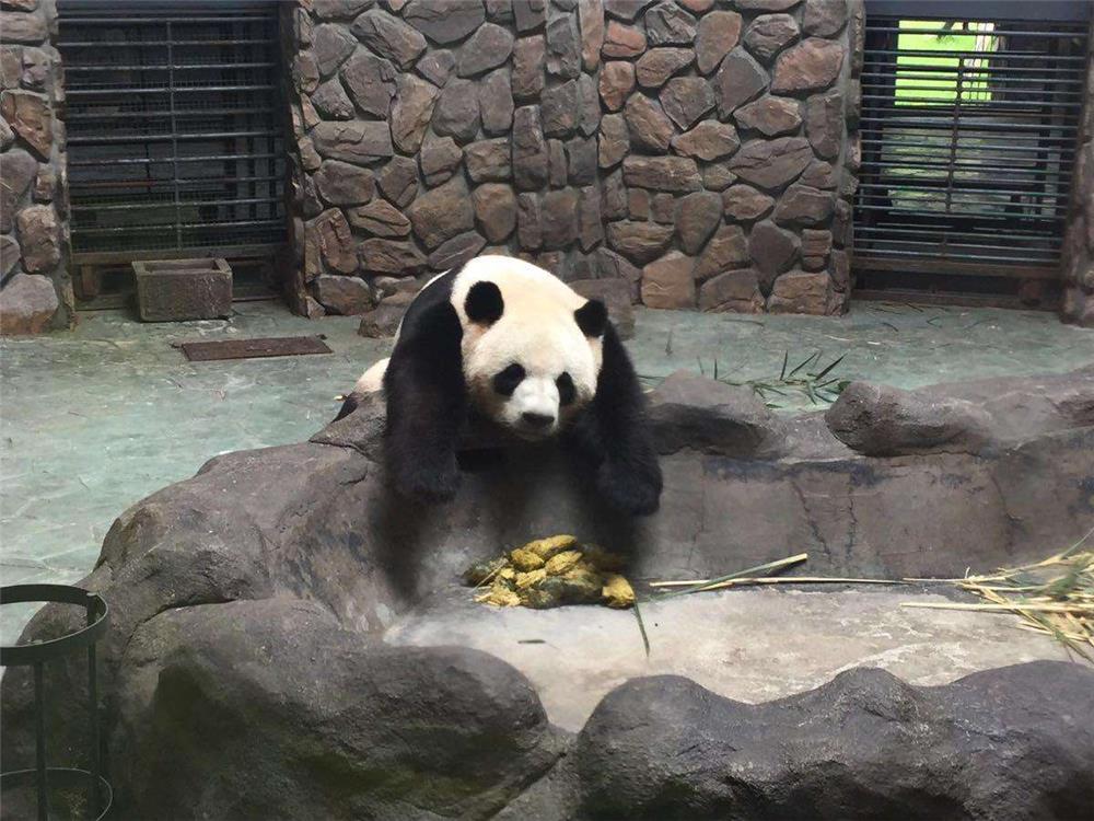 3 Days Chengdu Panda Private Tour from Shanghai - Top China Tour From ...